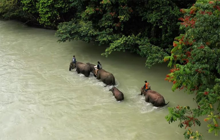Tangkahan: konservasi gajah Sumatera, simbiosis alam dan masyarakat ...