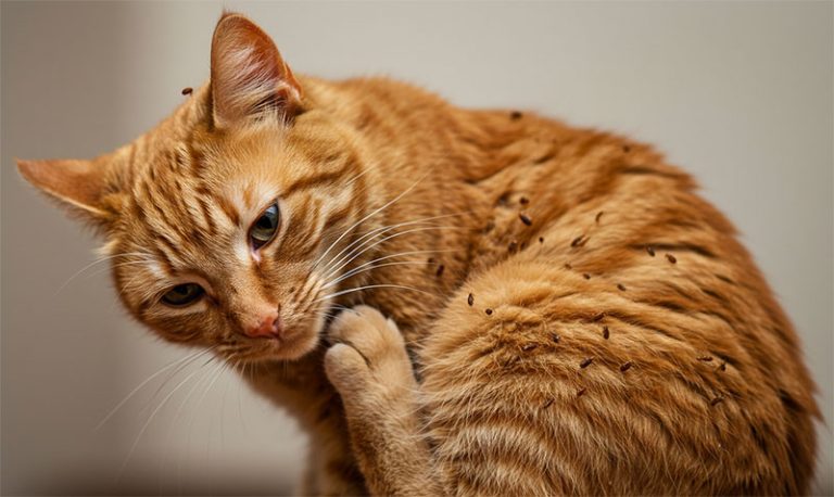 Kutu Kucing, si parasit mini dengan dampak serius – Majalah Outsiders